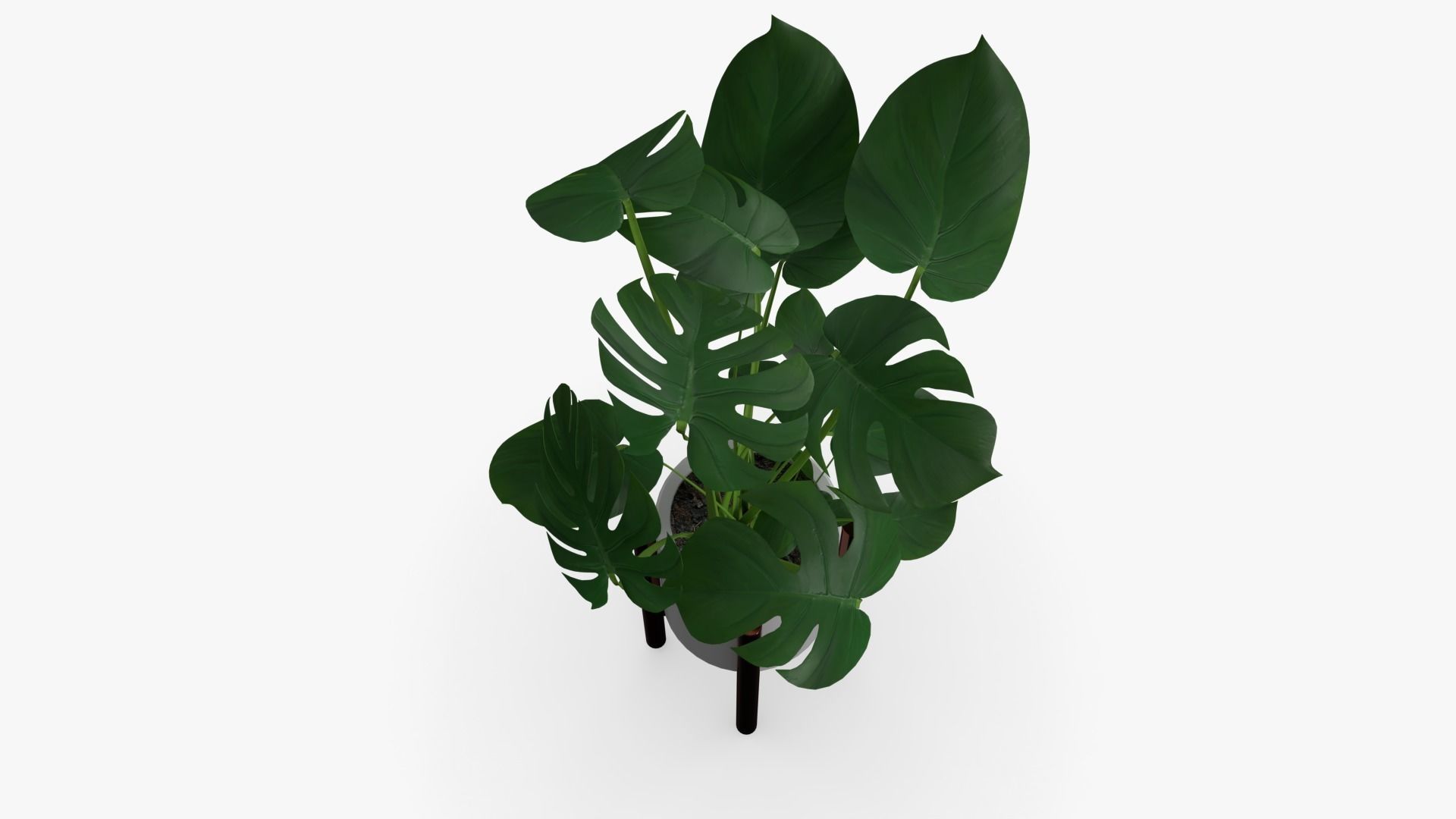 3D model Monstera Pot VR / AR / low-poly | CGTrader