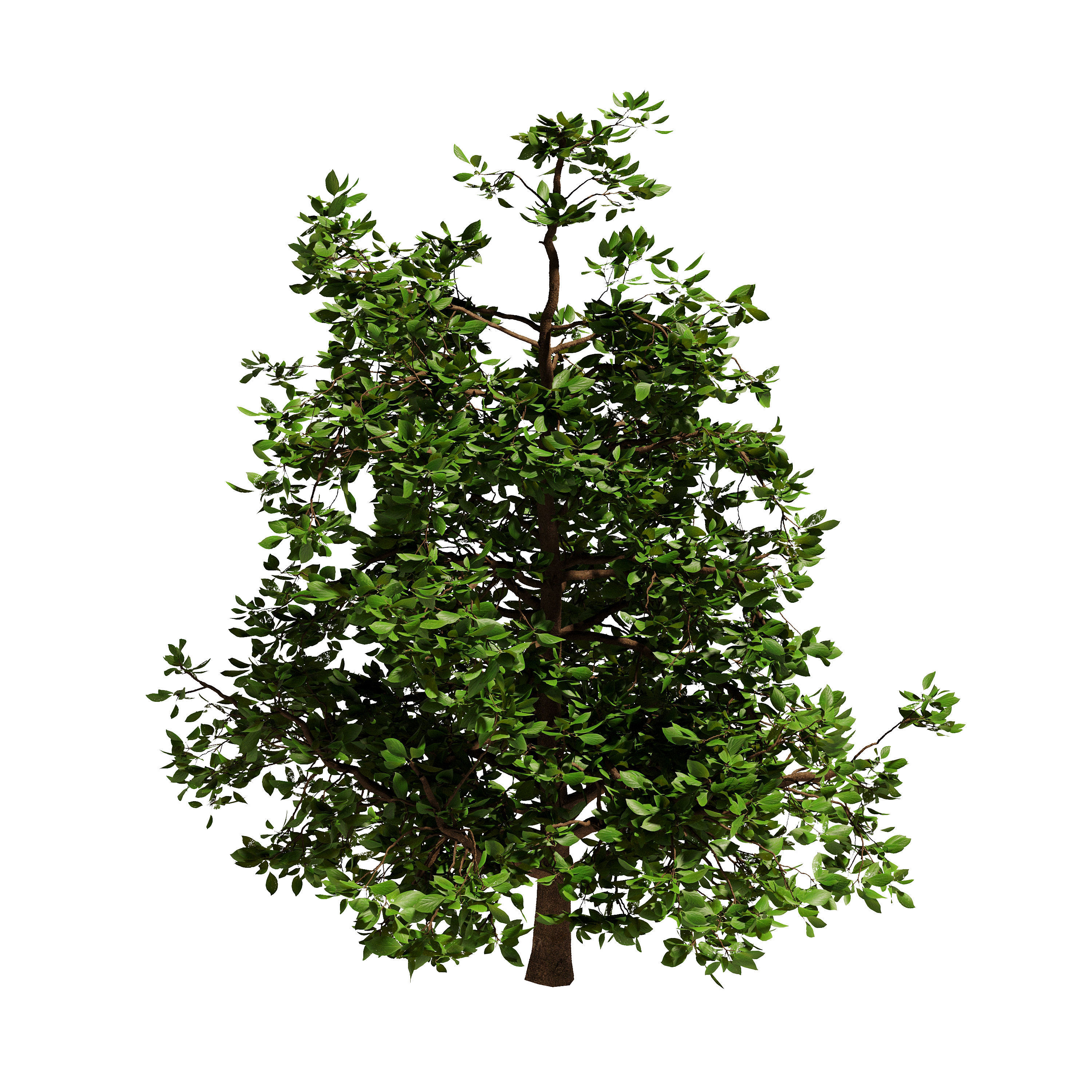 Small Tree 3D model | CGTrader