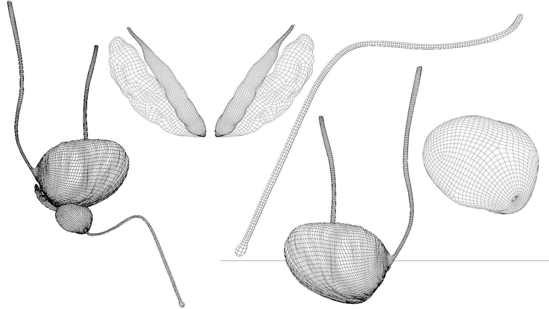 3D model Bladder And Prostate Anatomy VR / AR / low-poly | CGTrader