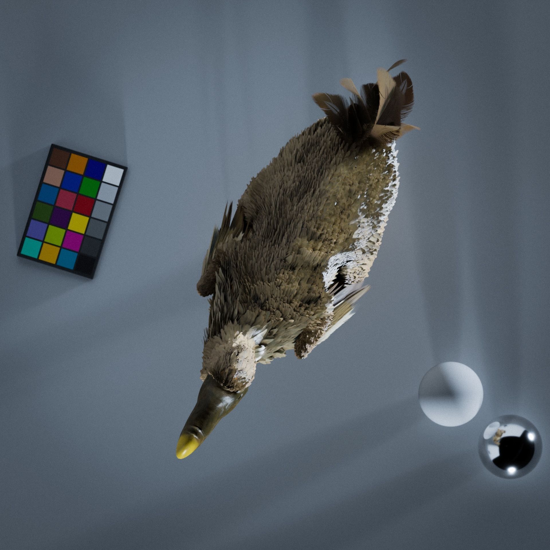 Dodo Animated 3D model animated rigged | CGTrader