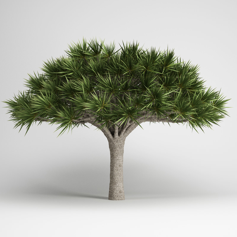 Canary Islands Dragon Tree 3D model | CGTrader