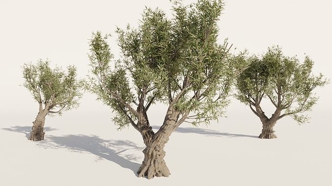 Set of realistic Olive Trees - 3 Trees - Blender 3D model | CGTrader