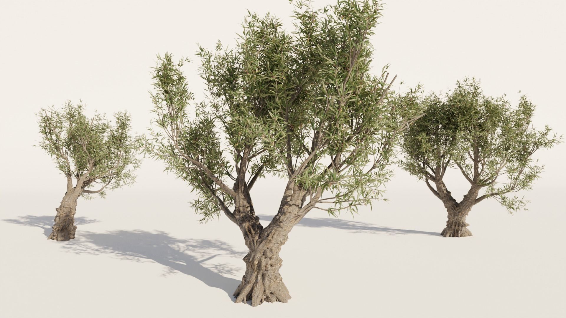 Set of realistic Olive Trees - 3 Trees - Blender 3D model | CGTrader
