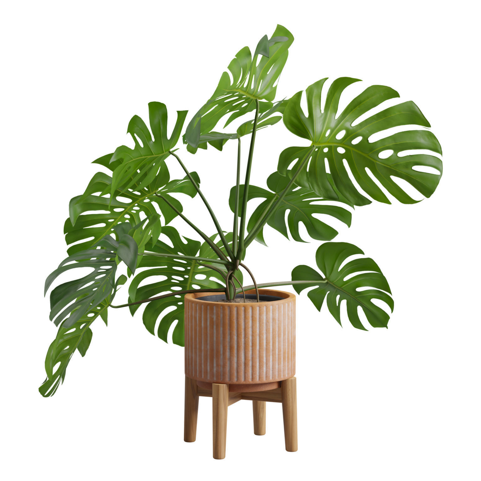 Stand Pot Plant Monstera Deliciosa 3D model | CGTrader