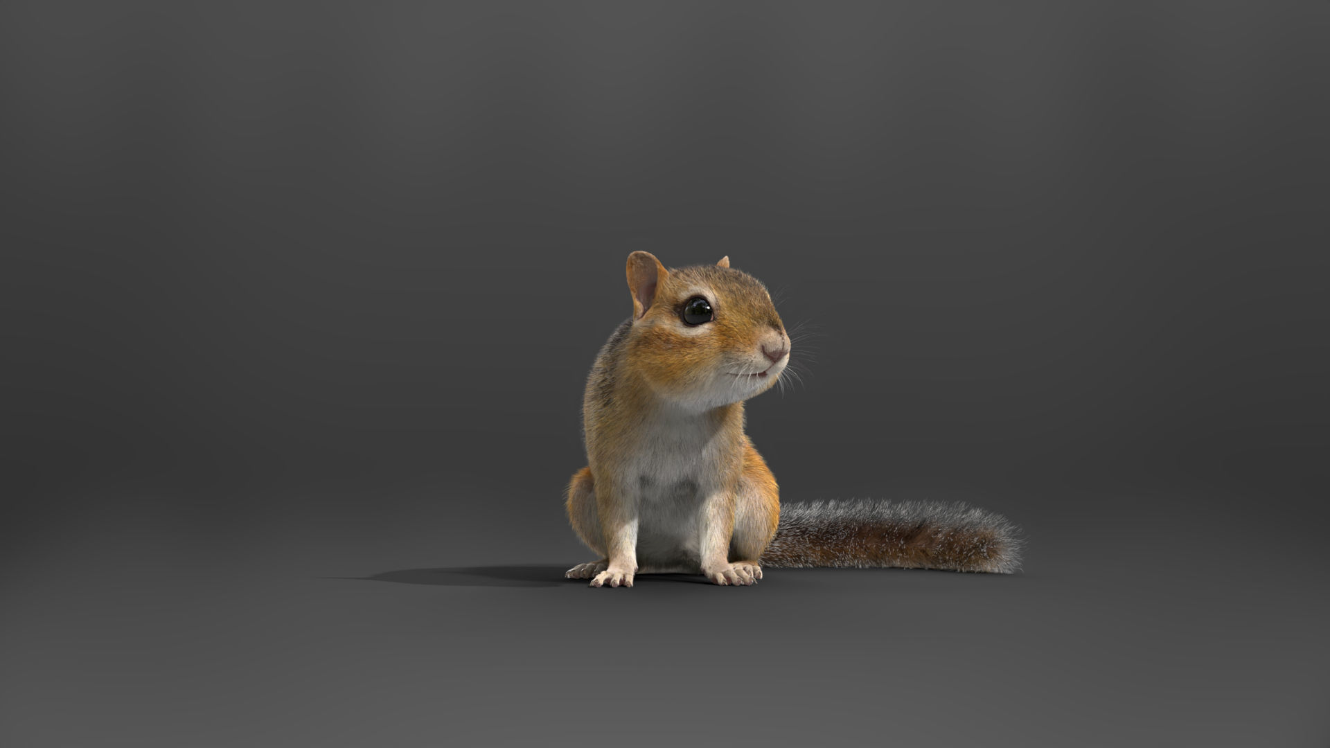 Chipmunk Animation VFX Grace 3D model animated rigged | CGTrader