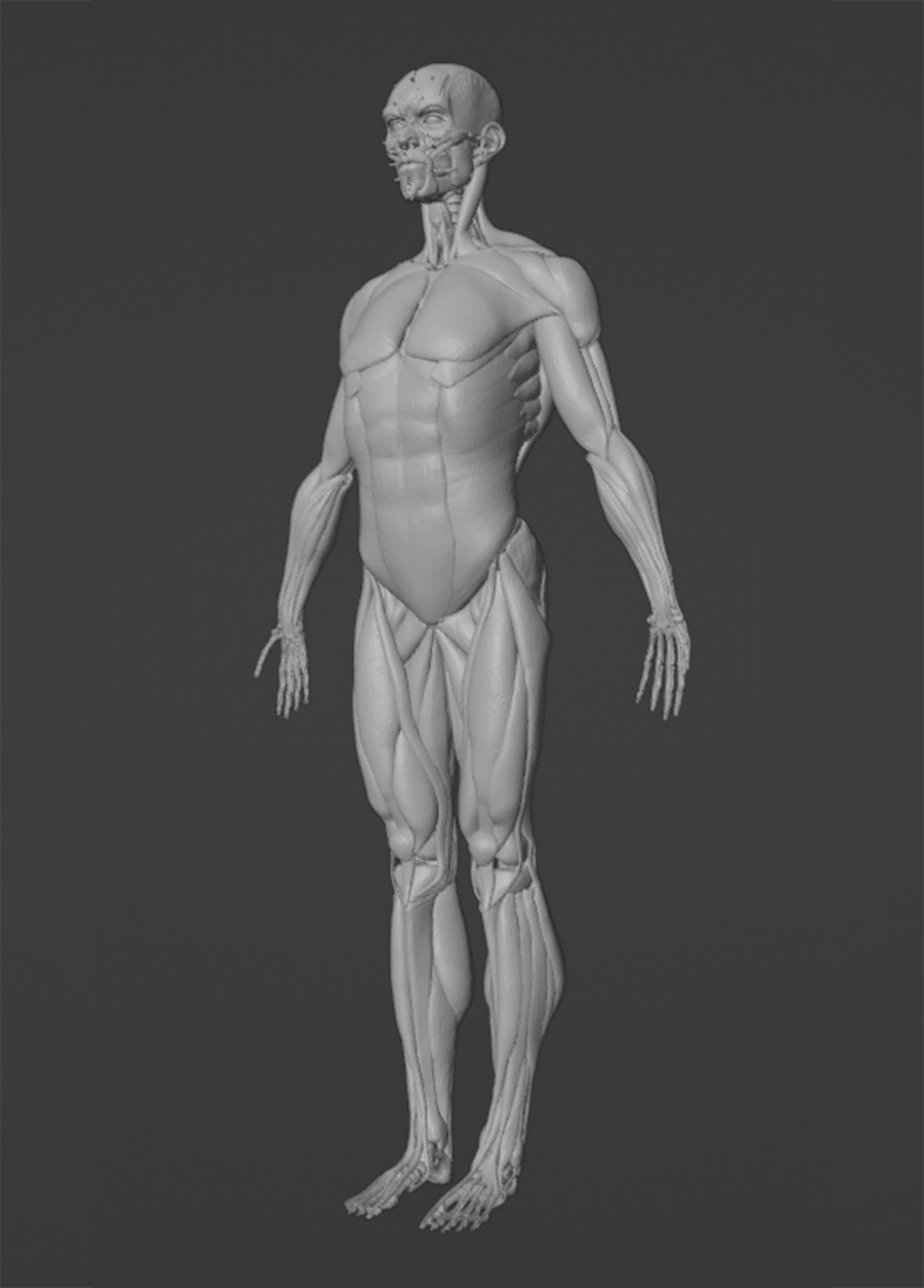 MALE HUMAN MUSCULAR ANATOMY 3D model | CGTrader