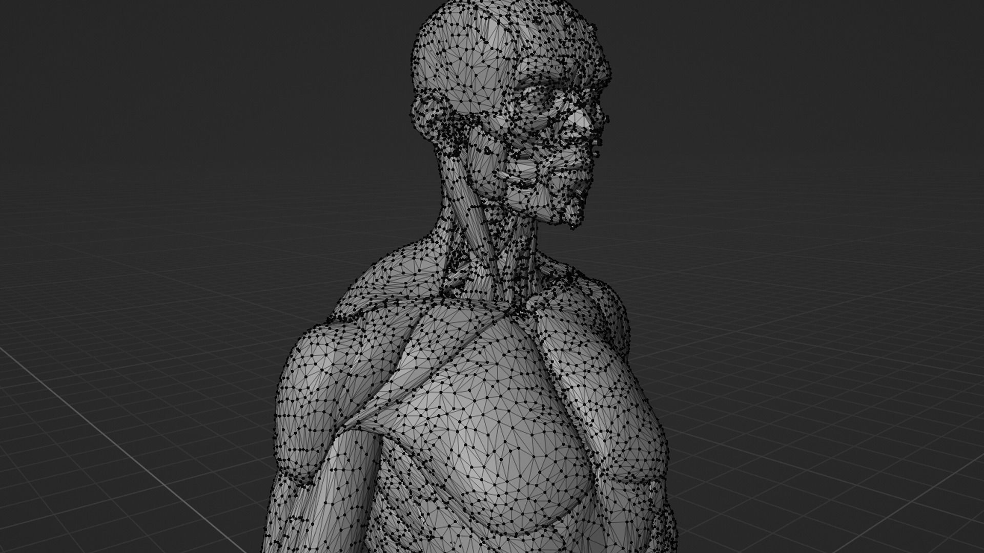 MALE HUMAN MUSCULAR ANATOMY 3D model | CGTrader