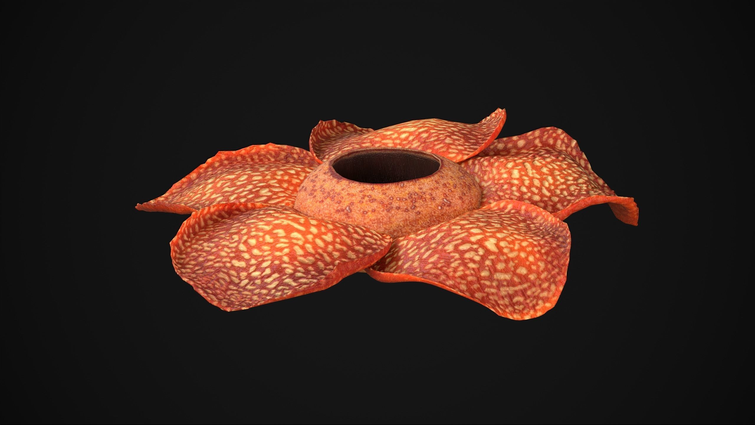 3D model Rafflesia - Grass VR / AR / low-poly | CGTrader