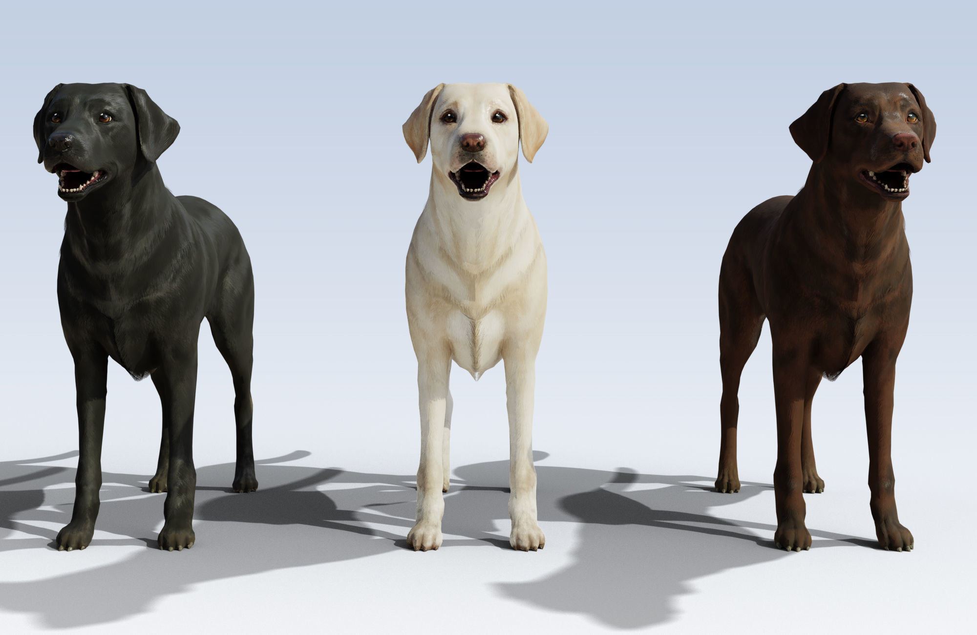 3D model Labrador Retriever pack Rigged VR / AR / low-poly | CGTrader