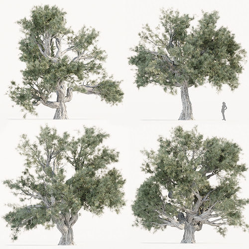 juniper trees collection vol 213 3D model | CGTrader