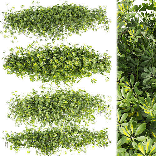 Collection plant vol 494 - Outdoor - bush - ivy - Schefflera 3D model ...