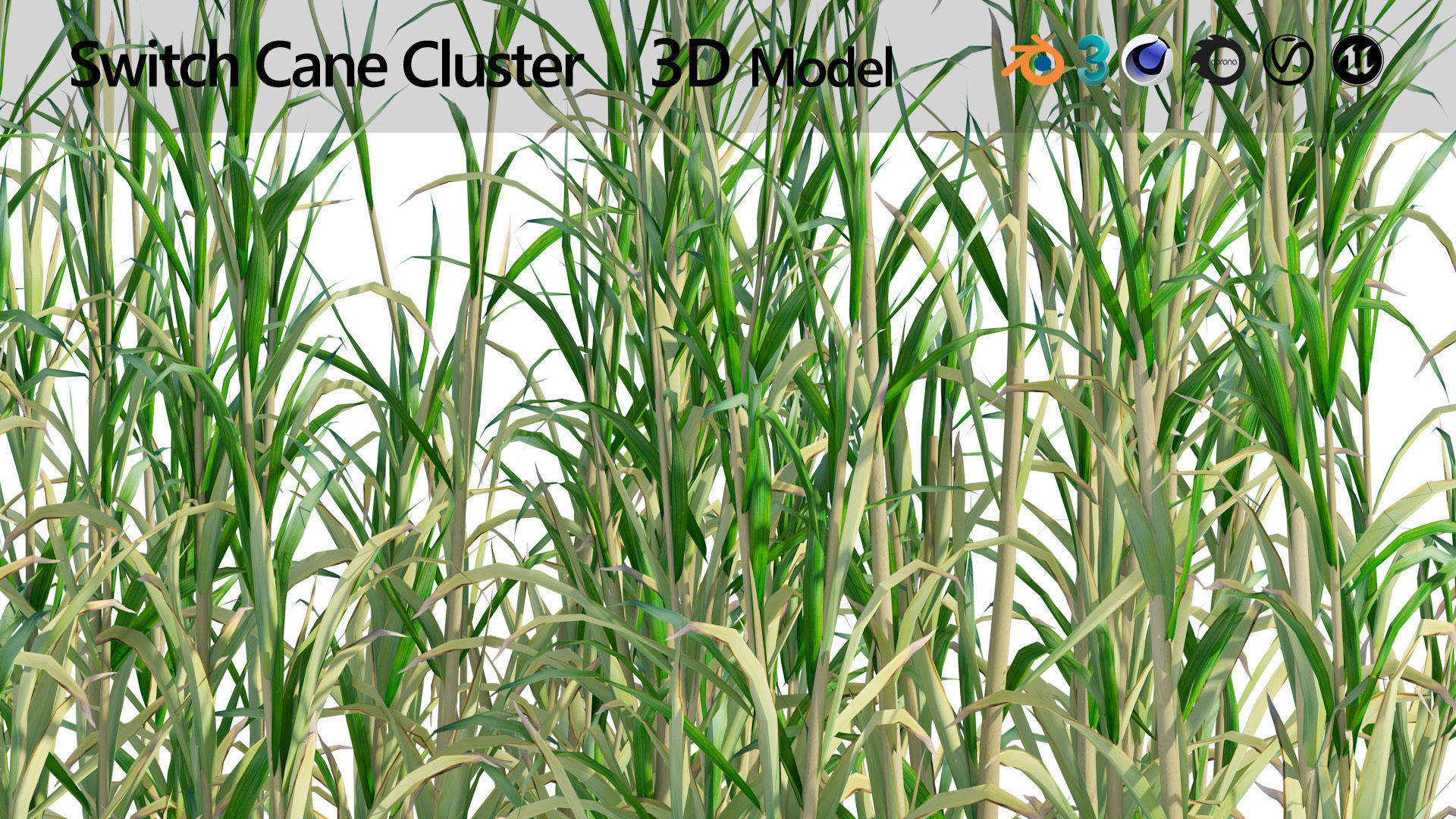 3D model Rigged Giant cane cluster VR / AR / low-poly | CGTrader