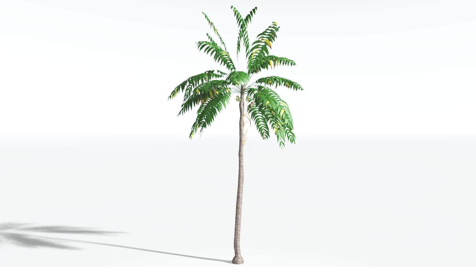 3D model EVERYPlant Coconut Palm LowPoly 3 --16 Models-- VR / AR / low-poly | CGTrader