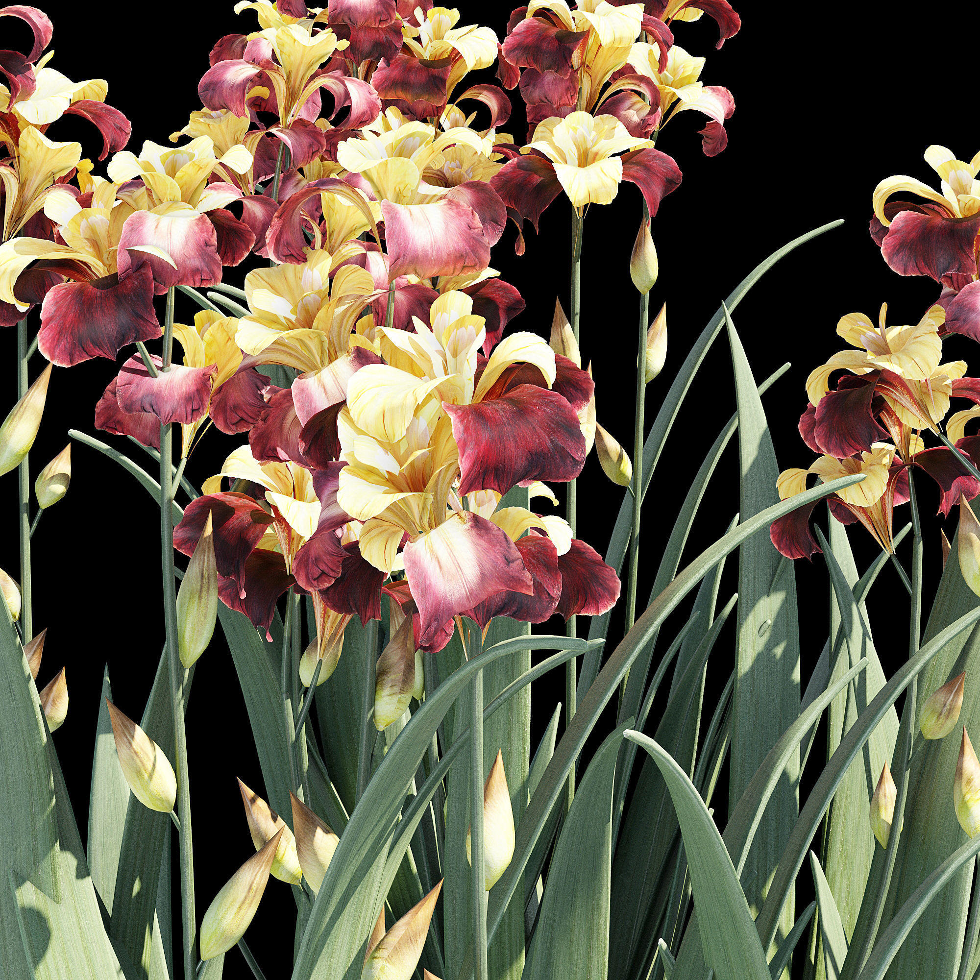 Iris pot 3D model | CGTrader