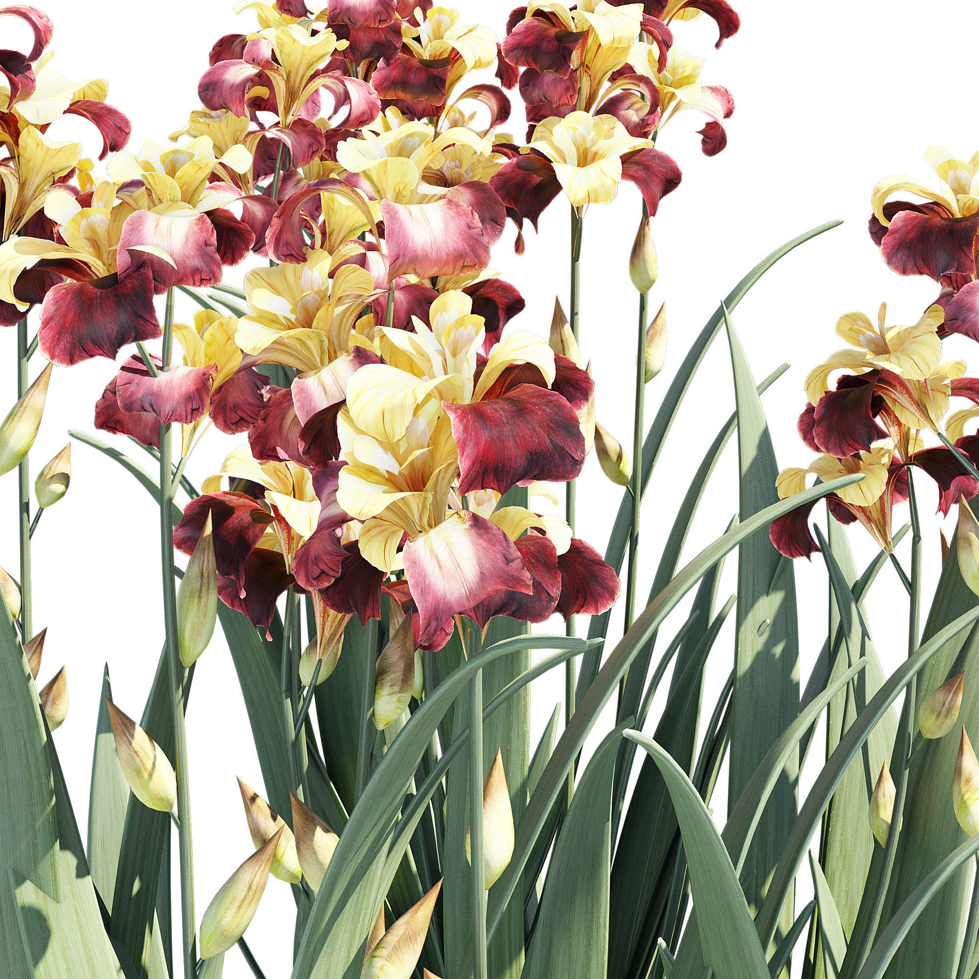 Iris pot 3D model | CGTrader