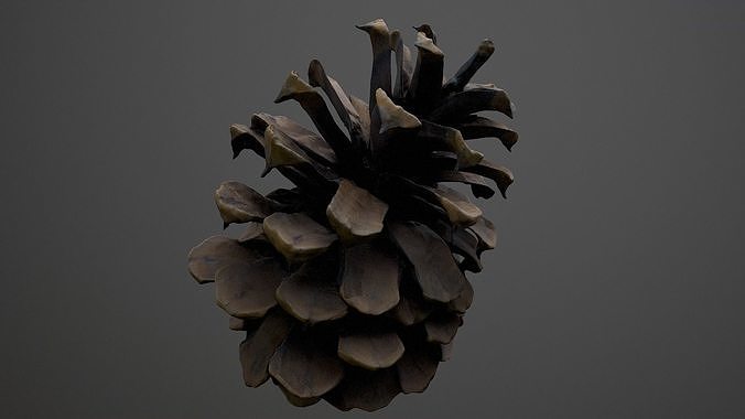 3D model 3d scan cone pine VR / AR / low-poly | CGTrader