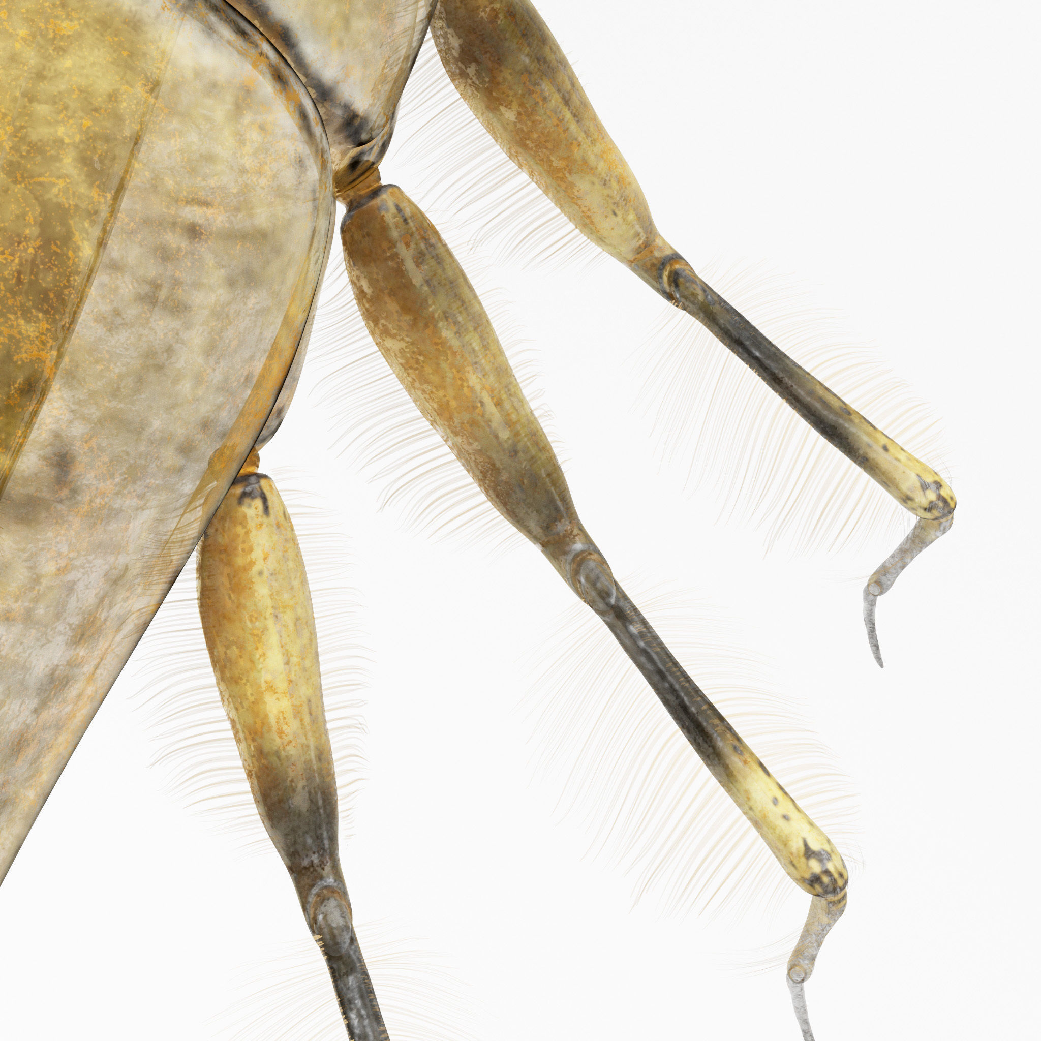 Acilius Sulcatus Larvae 3D model | CGTrader