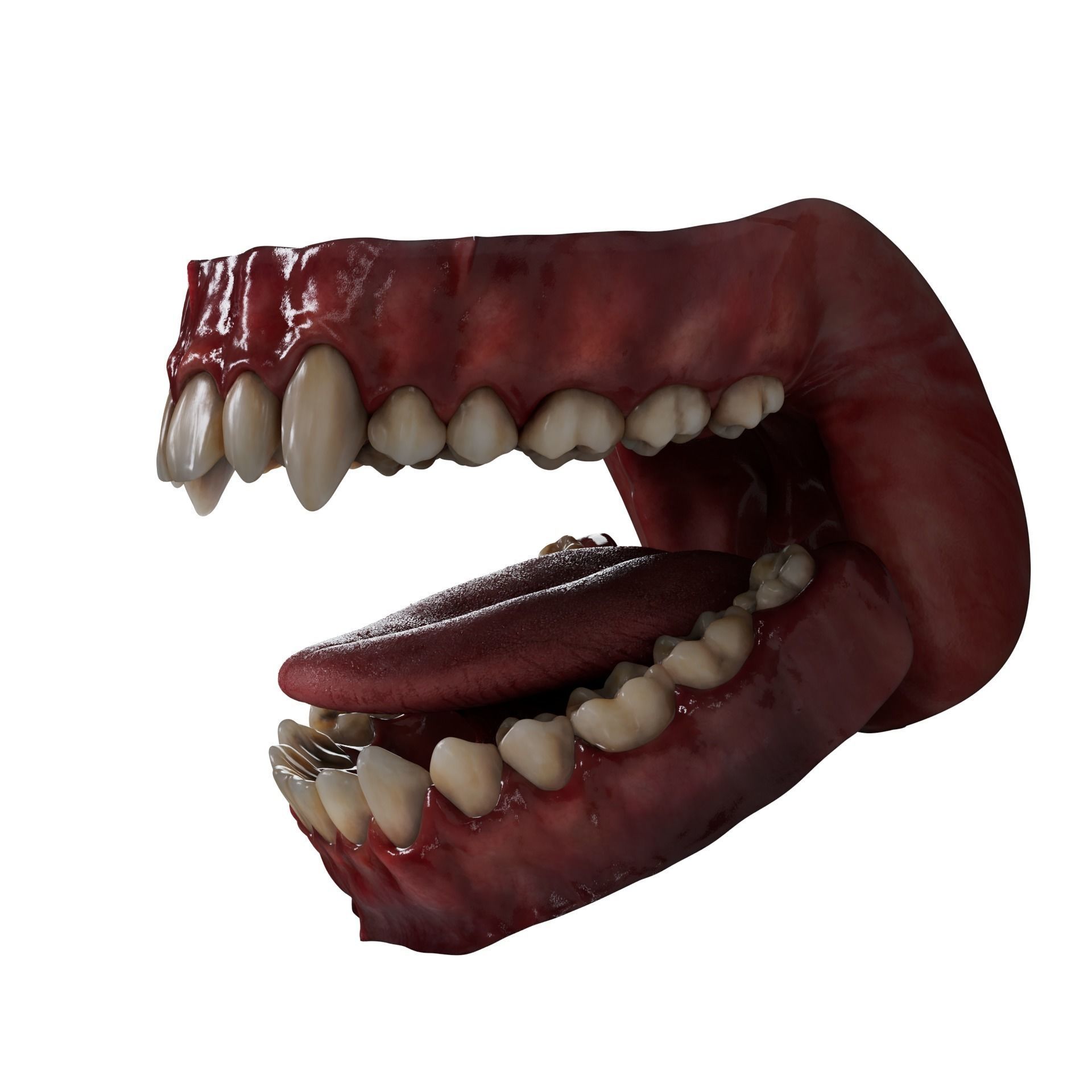 Photorealistic Teeth 3D model rigged | CGTrader