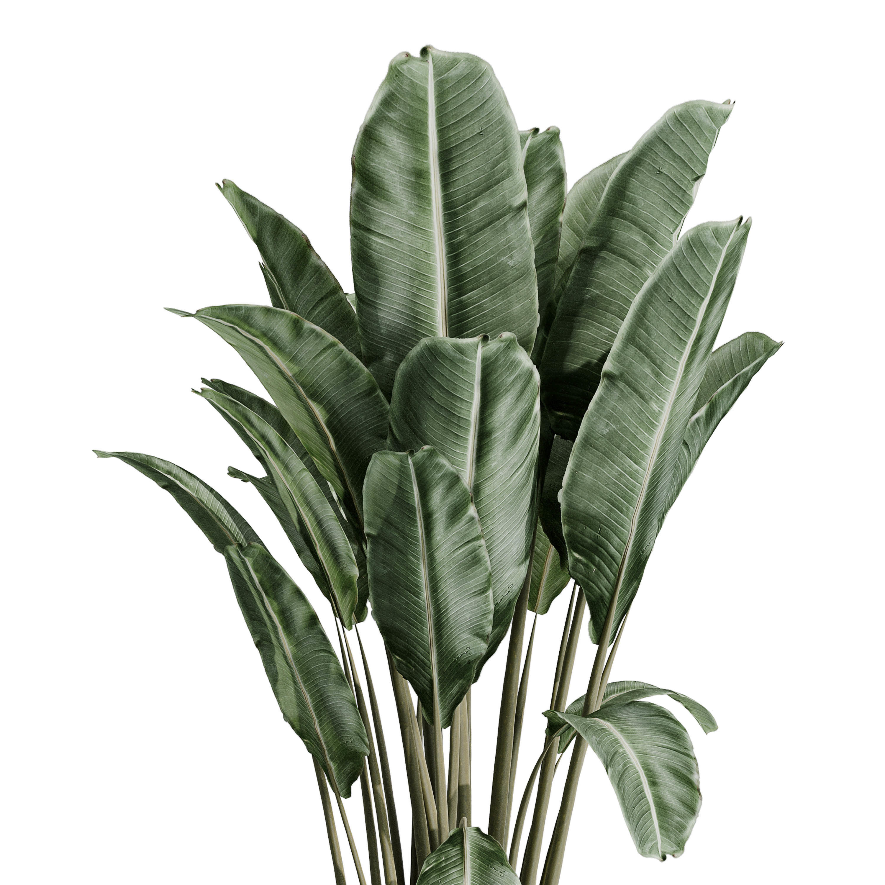 3D model indoor plant set 388 palnt ravenala in a concrete vase VR / AR ...