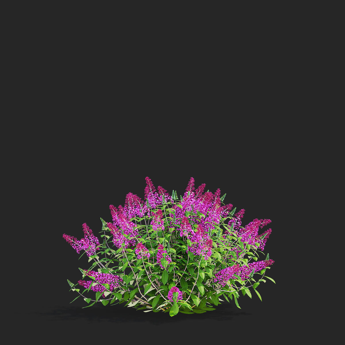 Buddleja davidii 2 3D model | CGTrader