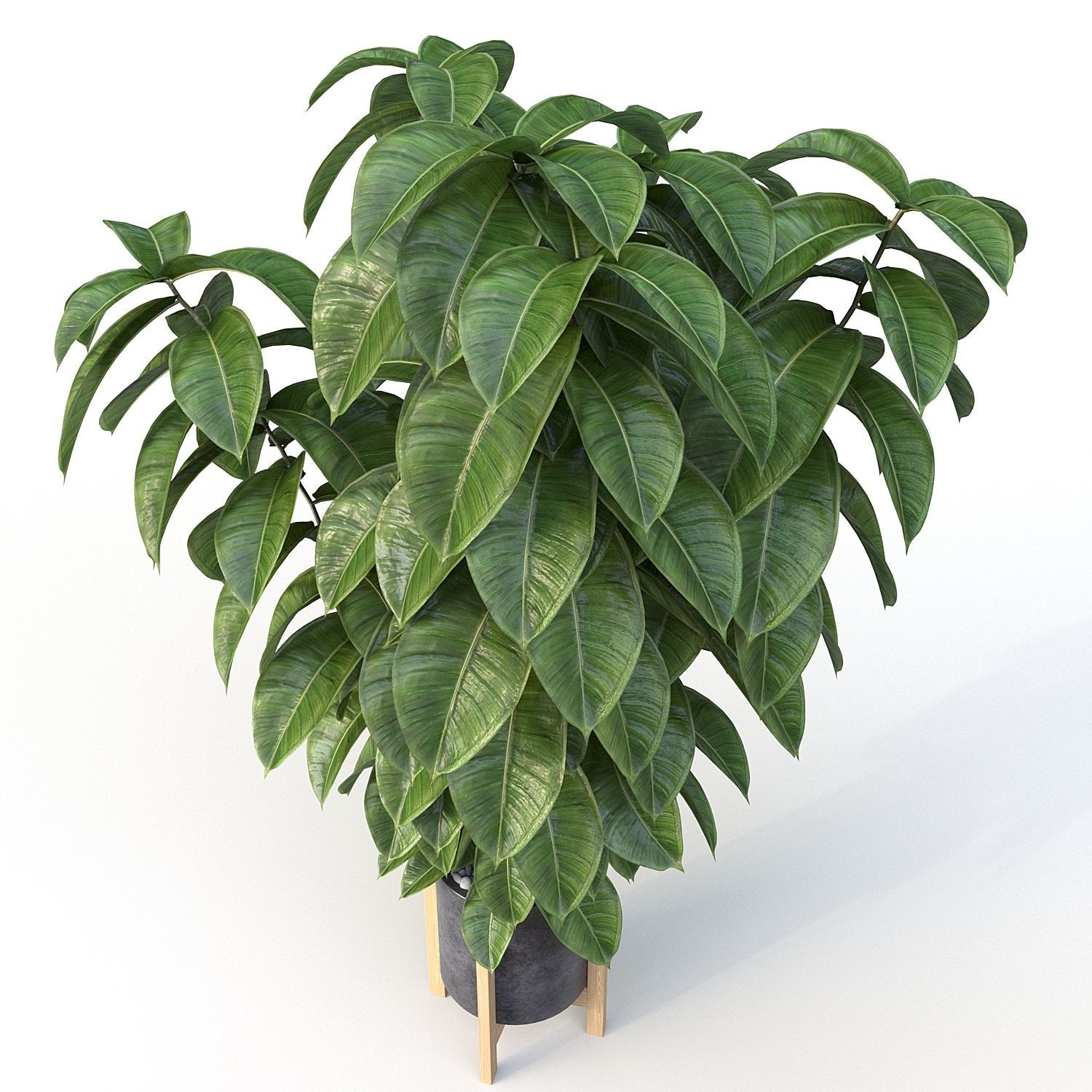 Ficus 01 3D model | CGTrader