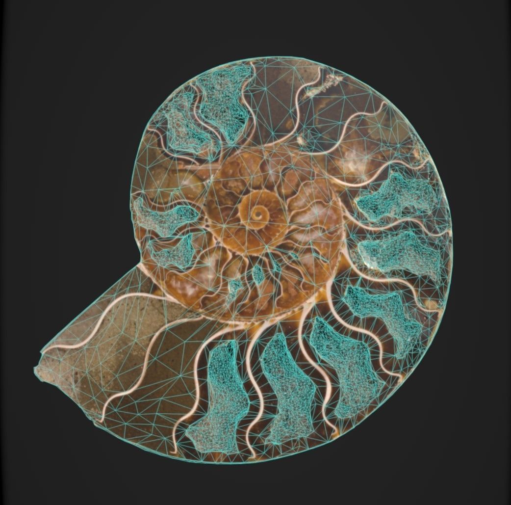 Ammonite Fossil Scene Prop 3D model | CGTrader