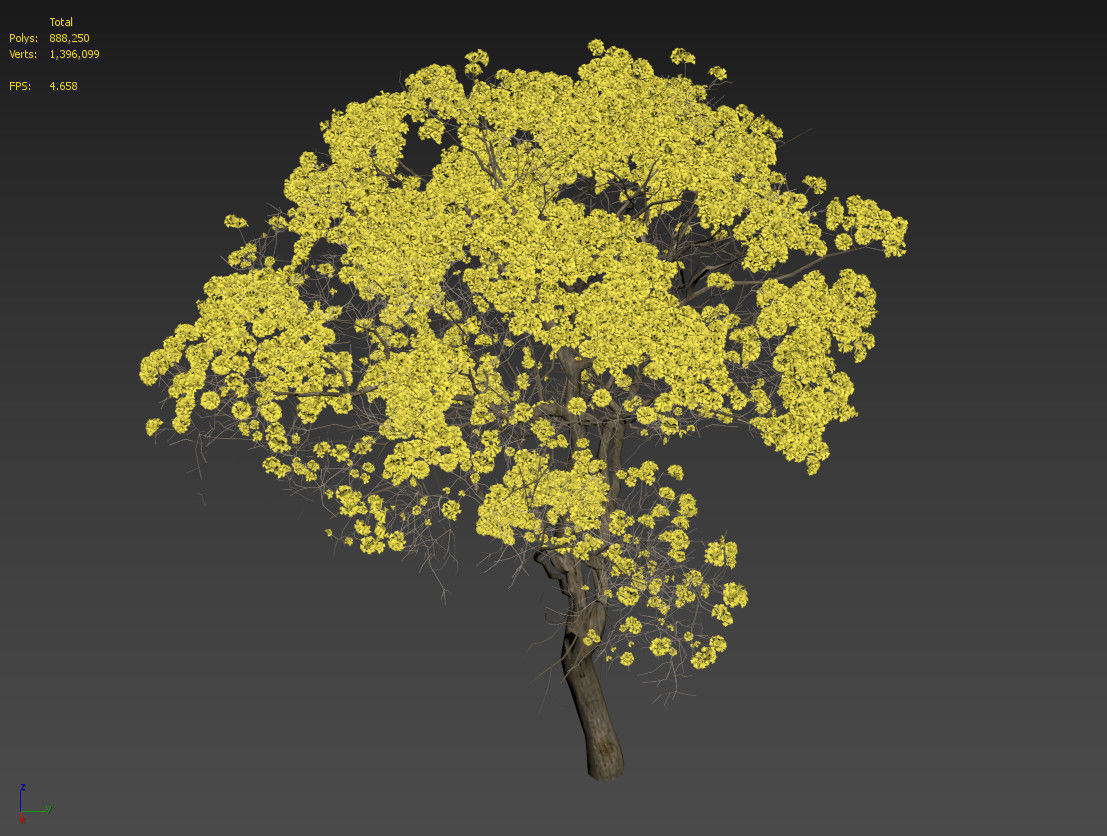 Tree - Plant - Tabebuia aurea - Plantae - Bignoniaceae 3D model | CGTrader