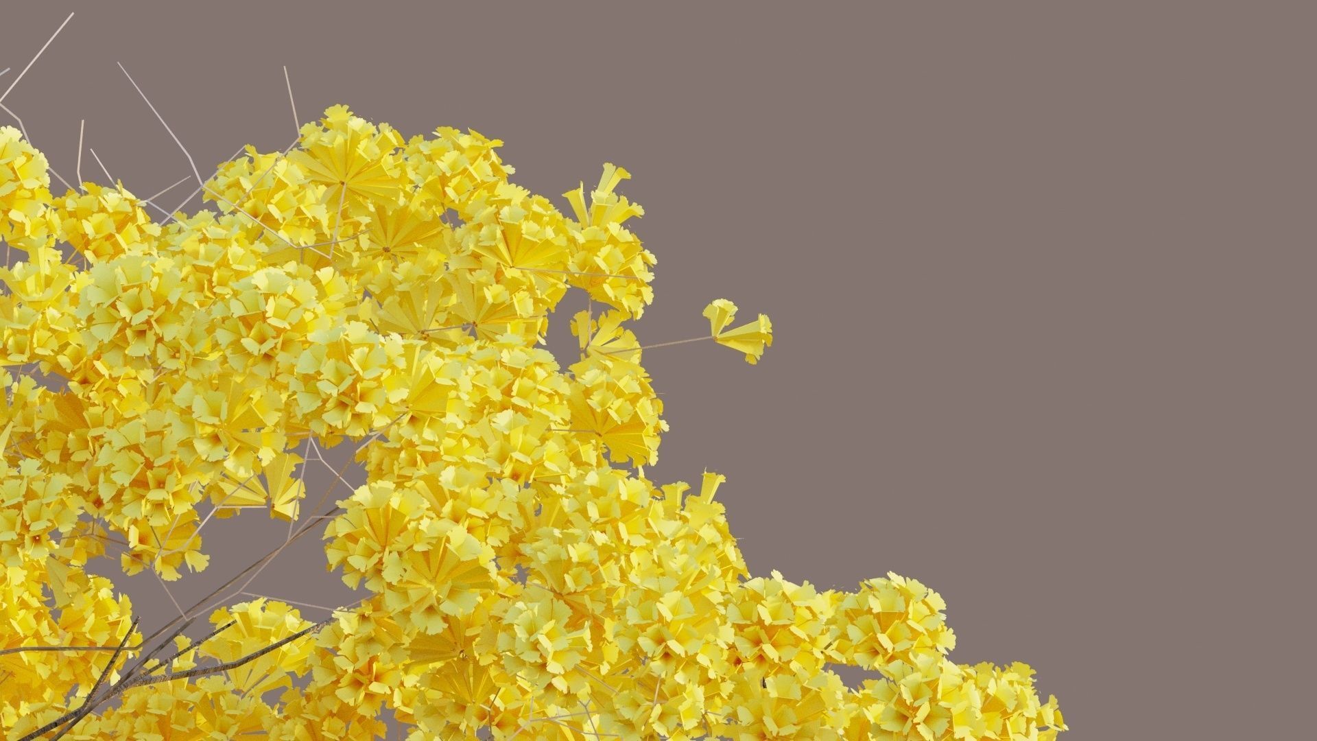 Tree - Plant - Tabebuia aurea - Plantae - Bignoniaceae 3D model | CGTrader