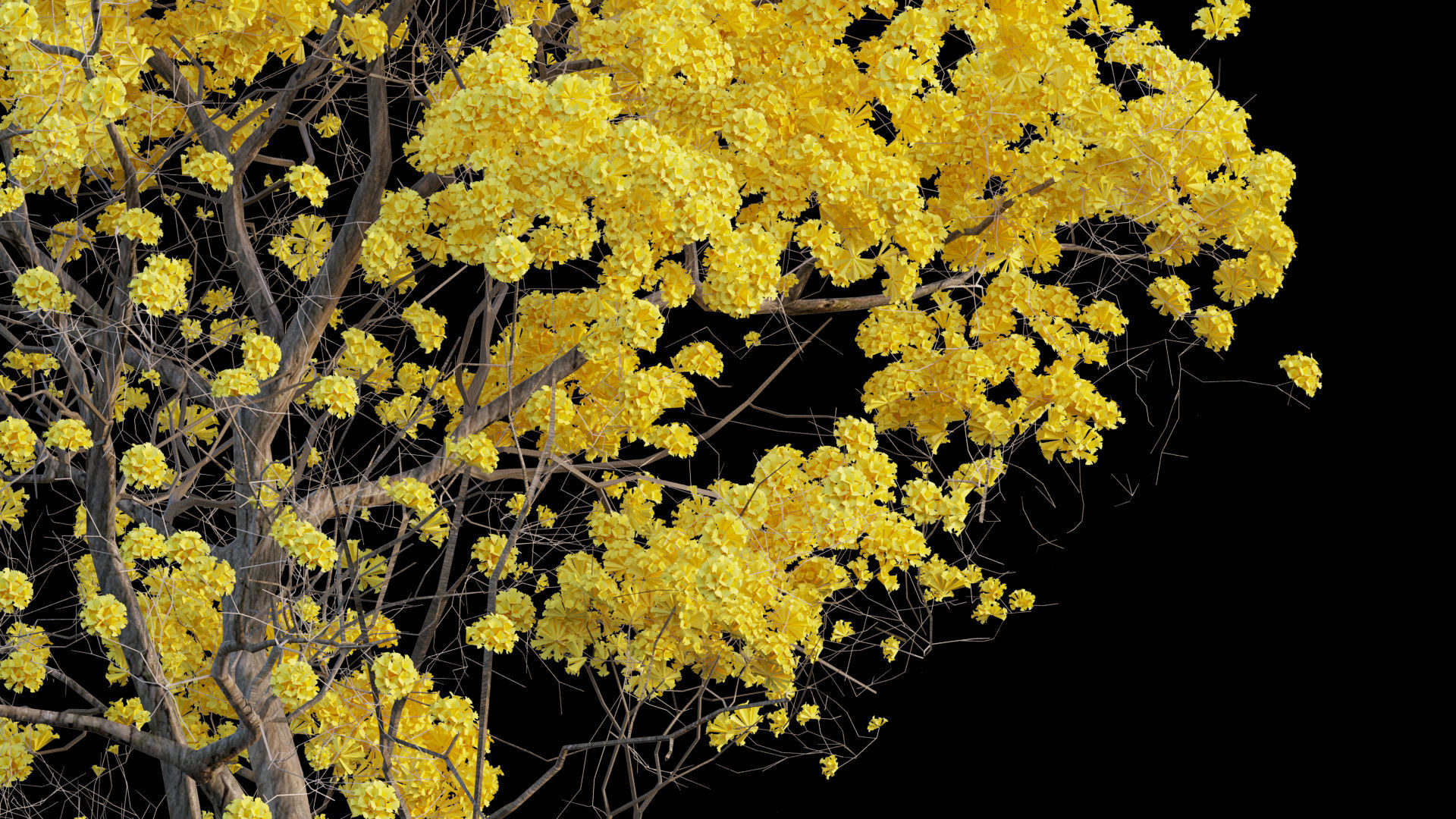 Tree - Plant - Tabebuia aurea - Plantae - Bignoniaceae 3D model | CGTrader