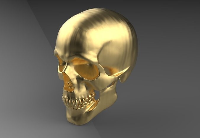 Skeleton Skull 3D model | CGTrader