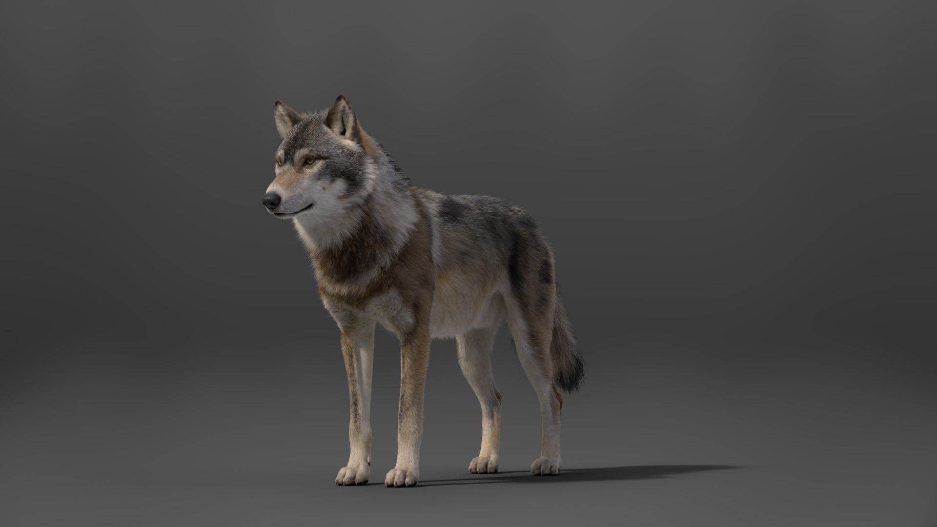 Wolf Animation VFX Grace 3D model animated rigged | CGTrader