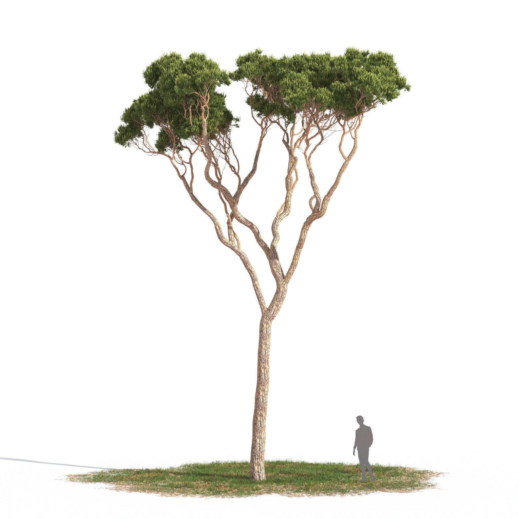 Archmodels vol 269 for c4d - collection of Mediterranean trees 3D model ...