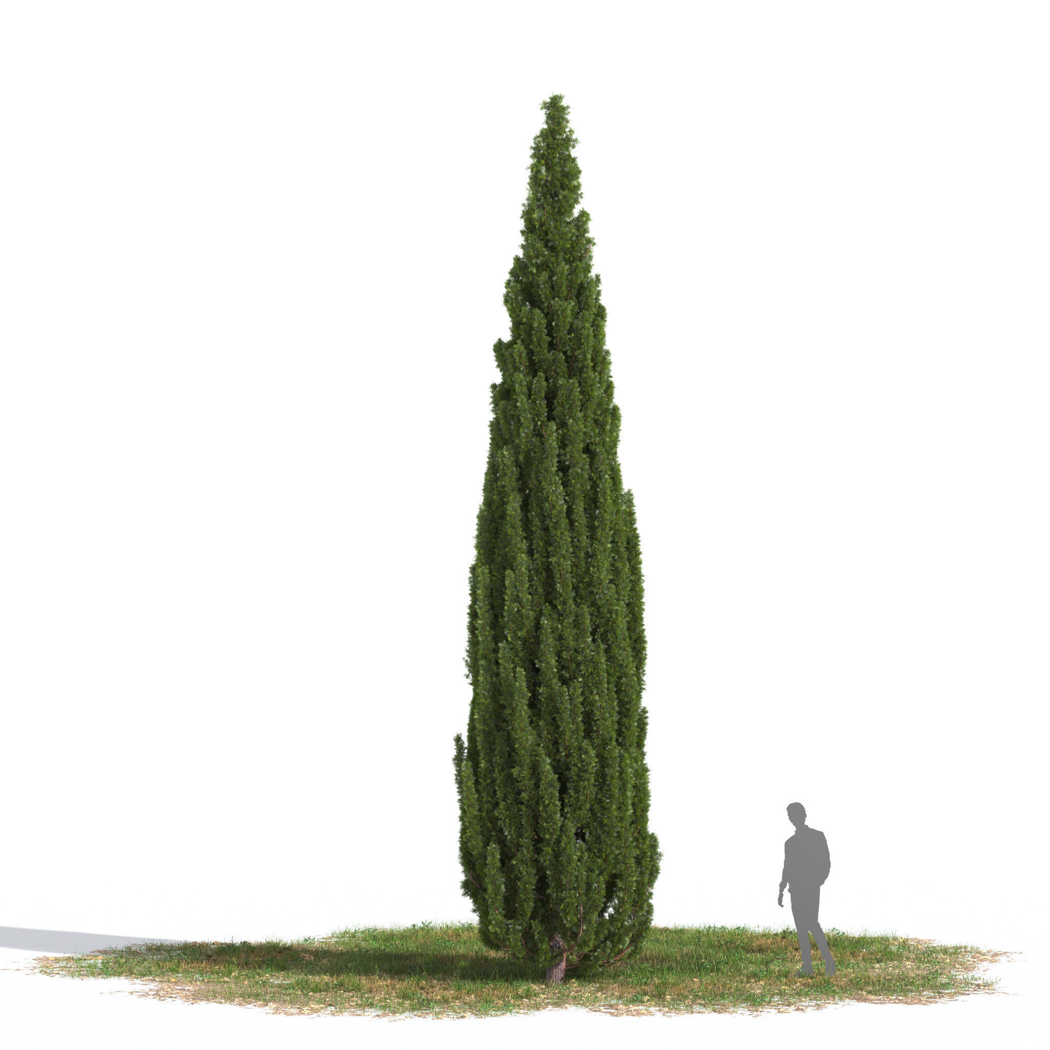 Archmodels vol 269 for c4d - collection of Mediterranean trees 3D model | CGTrader