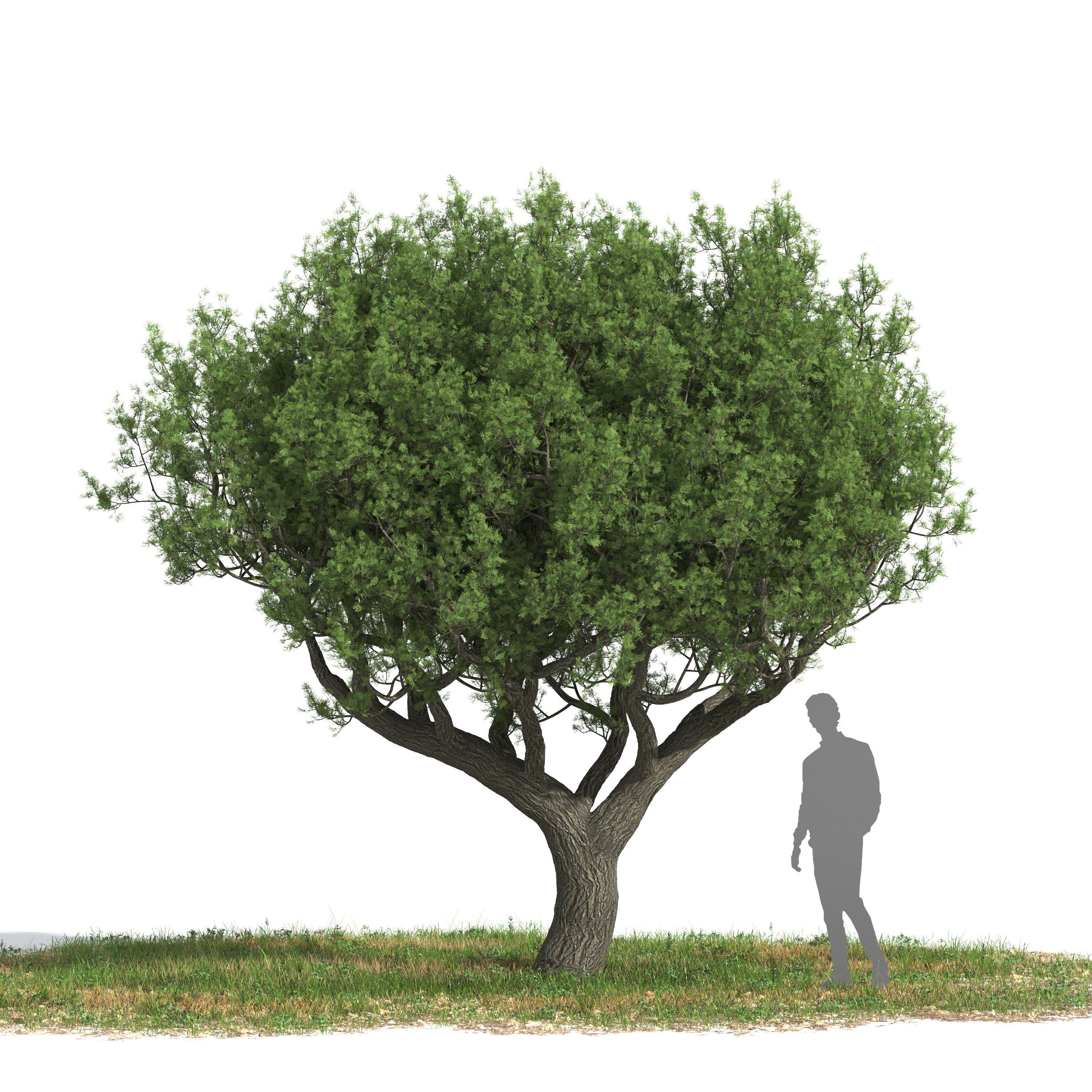 Archmodels vol 269 for c4d - collection of Mediterranean trees 3D model ...