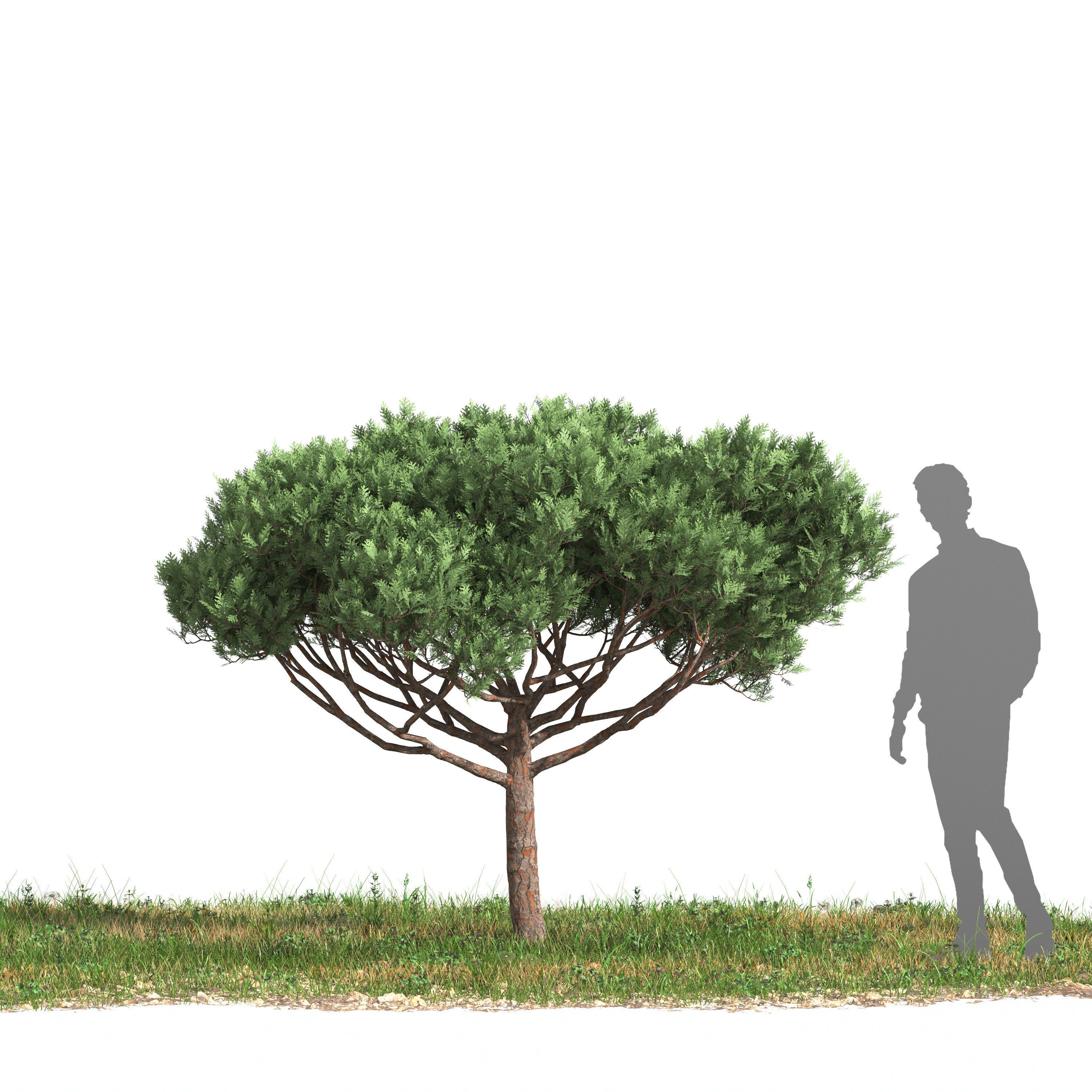 Archmodels vol 269 for c4d - collection of Mediterranean trees 3D model | CGTrader