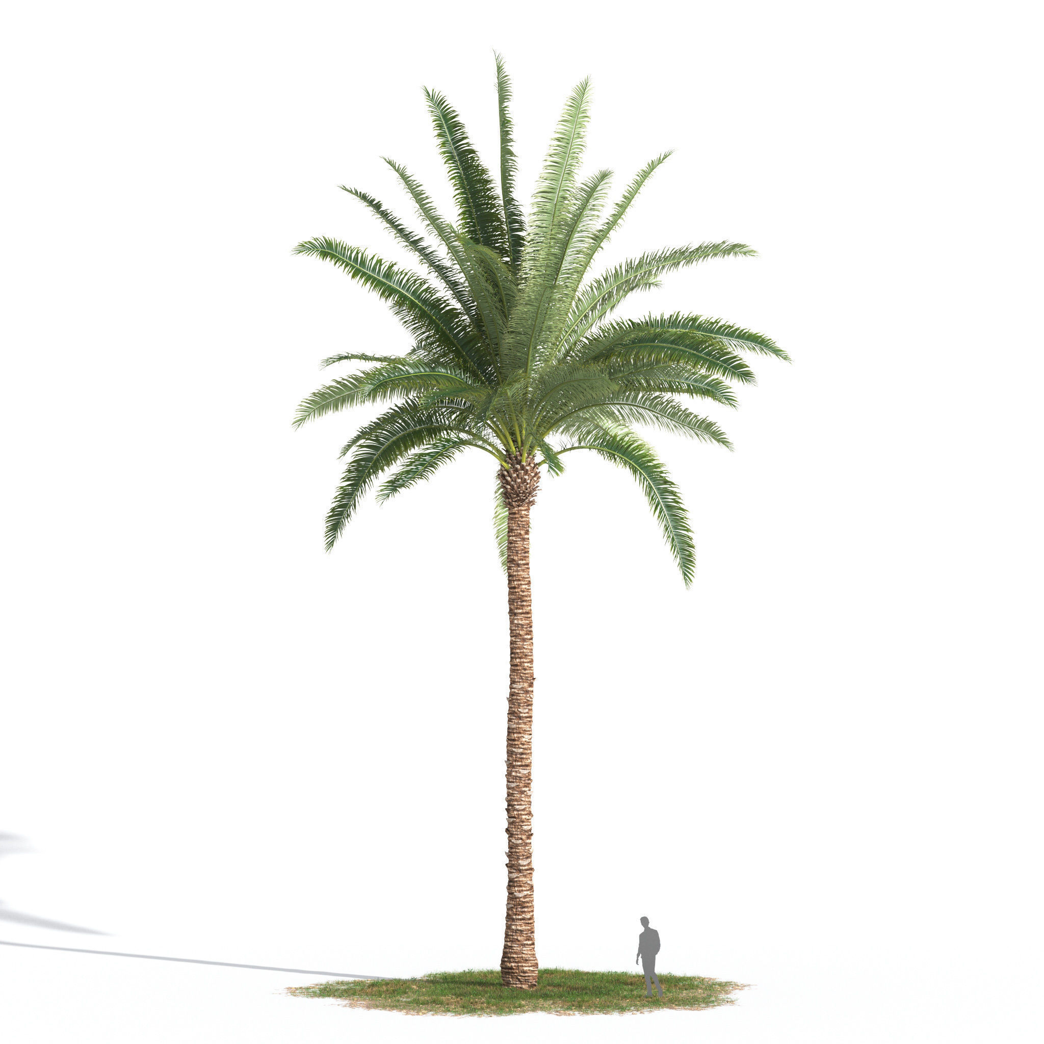 Archmodels vol 269 for c4d - collection of Mediterranean trees 3D model ...