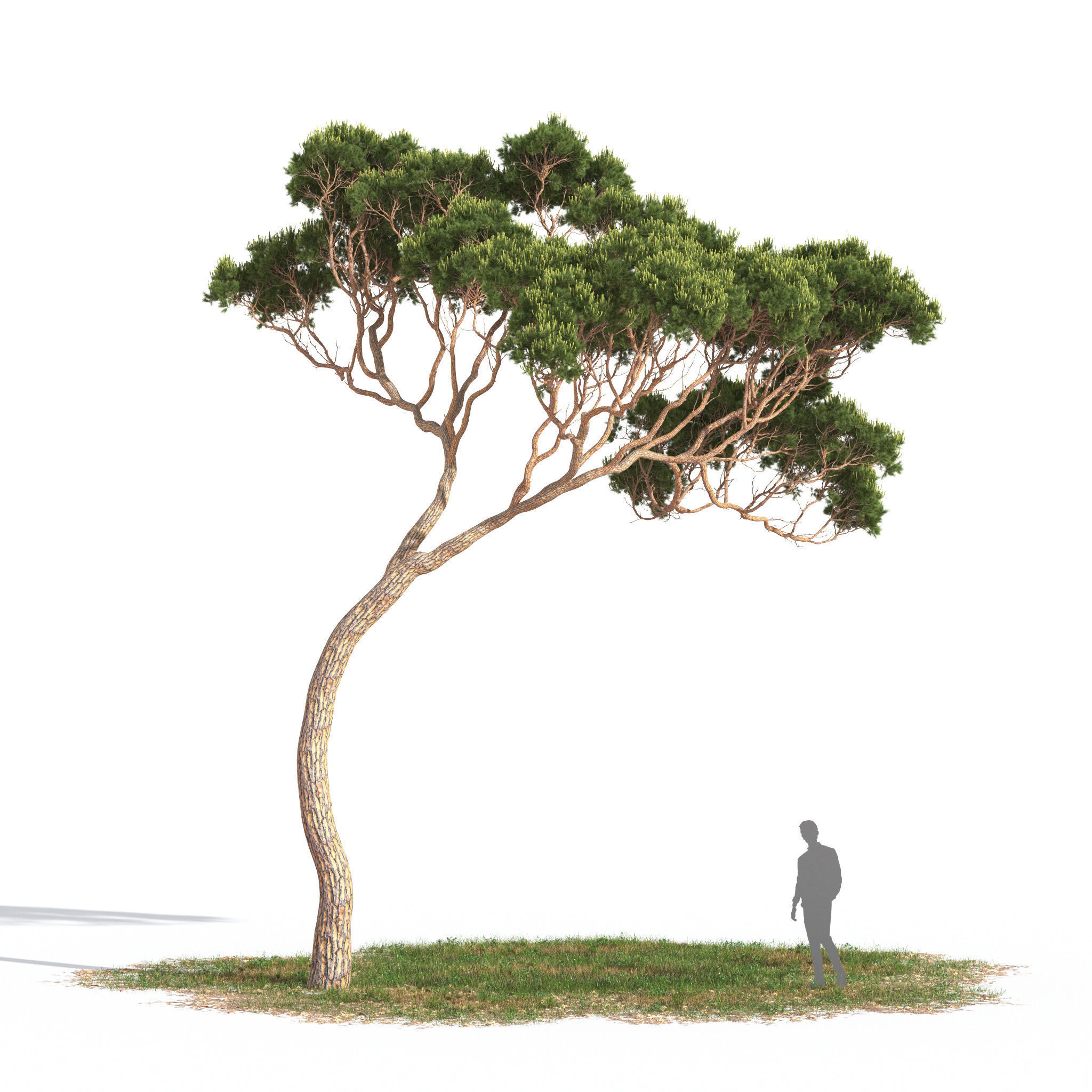 Archmodels vol 269 for c4d - collection of Mediterranean trees 3D model | CGTrader
