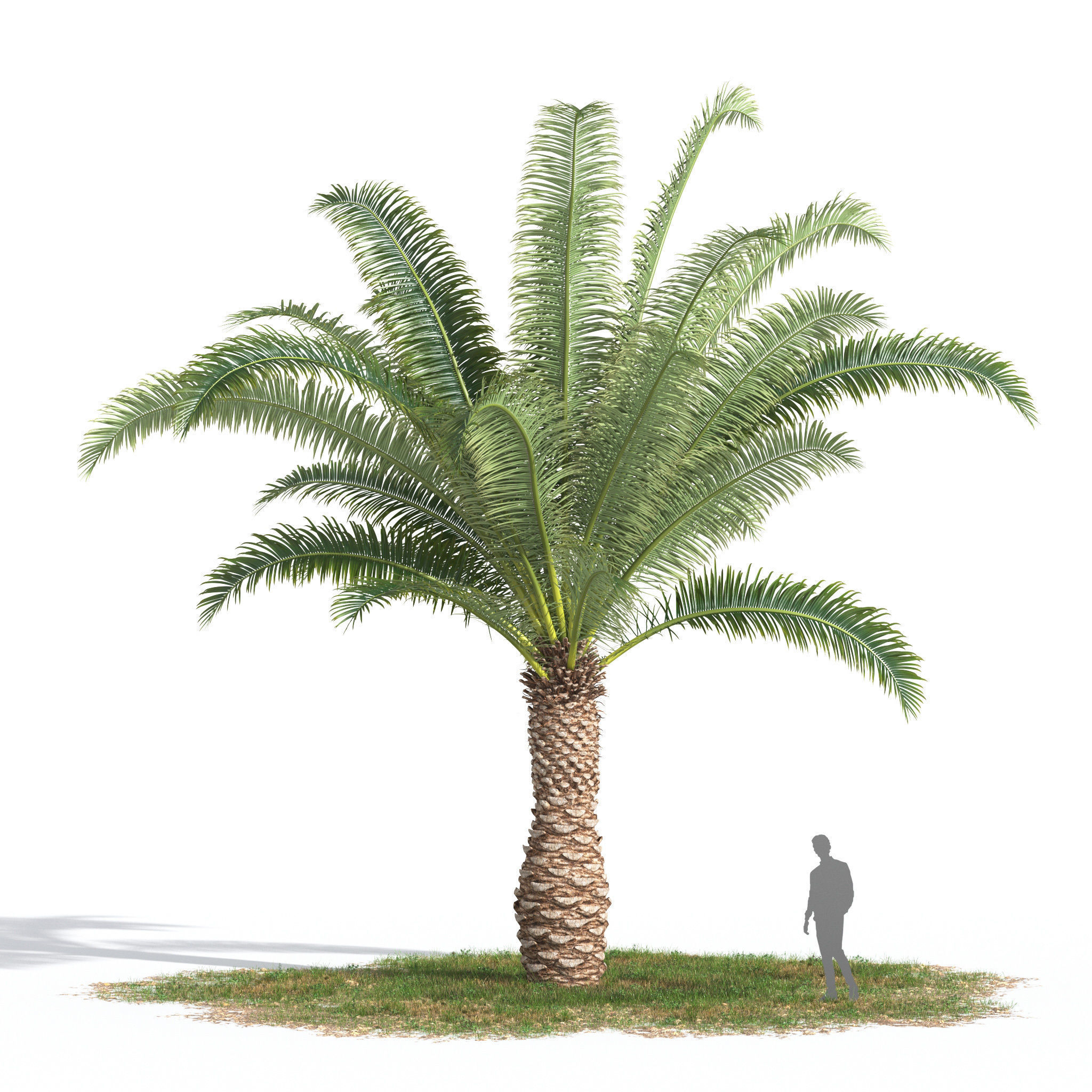 Archmodels vol 269 for c4d - collection of Mediterranean trees 3D model ...