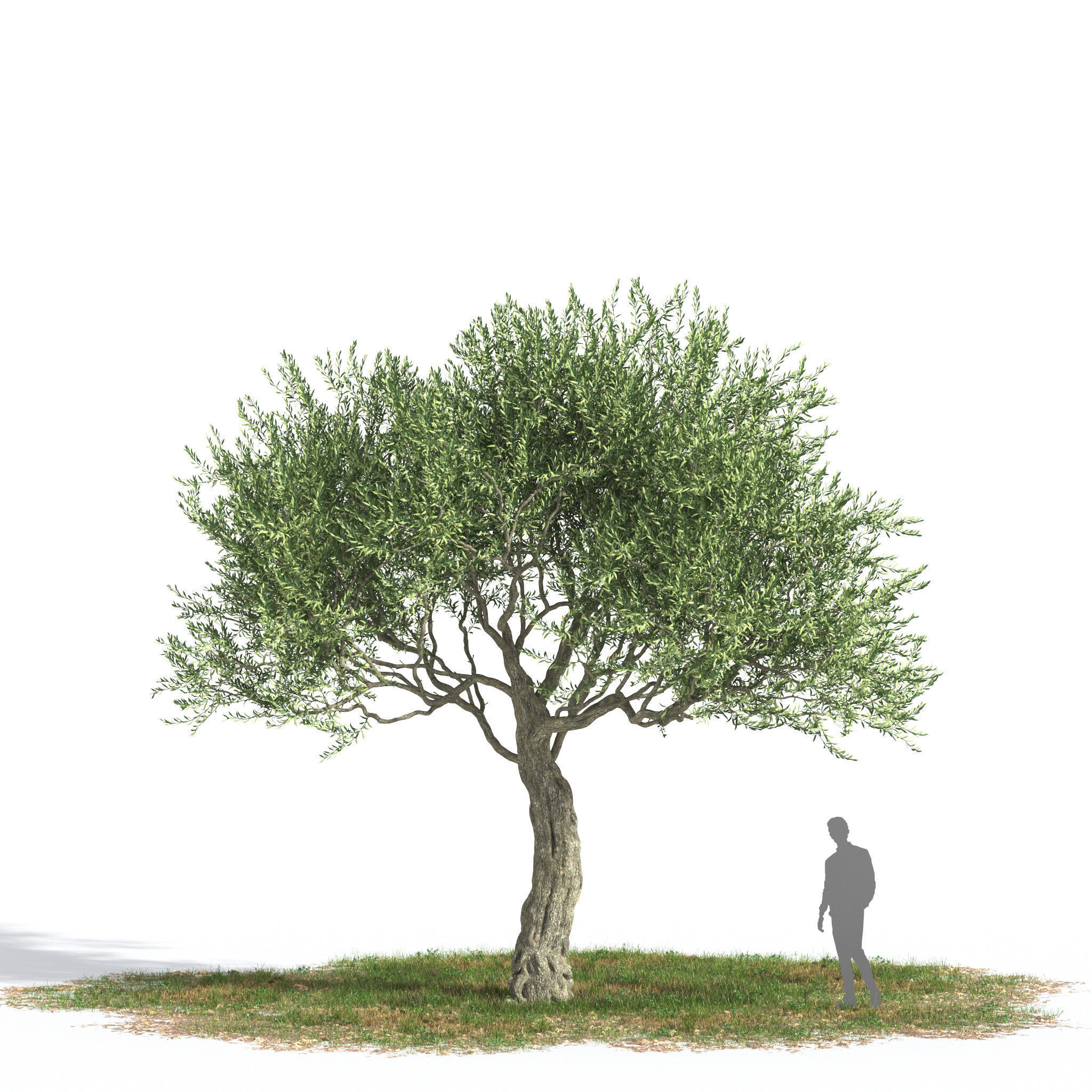 Archmodels vol 269 for c4d - collection of Mediterranean trees 3D model | CGTrader