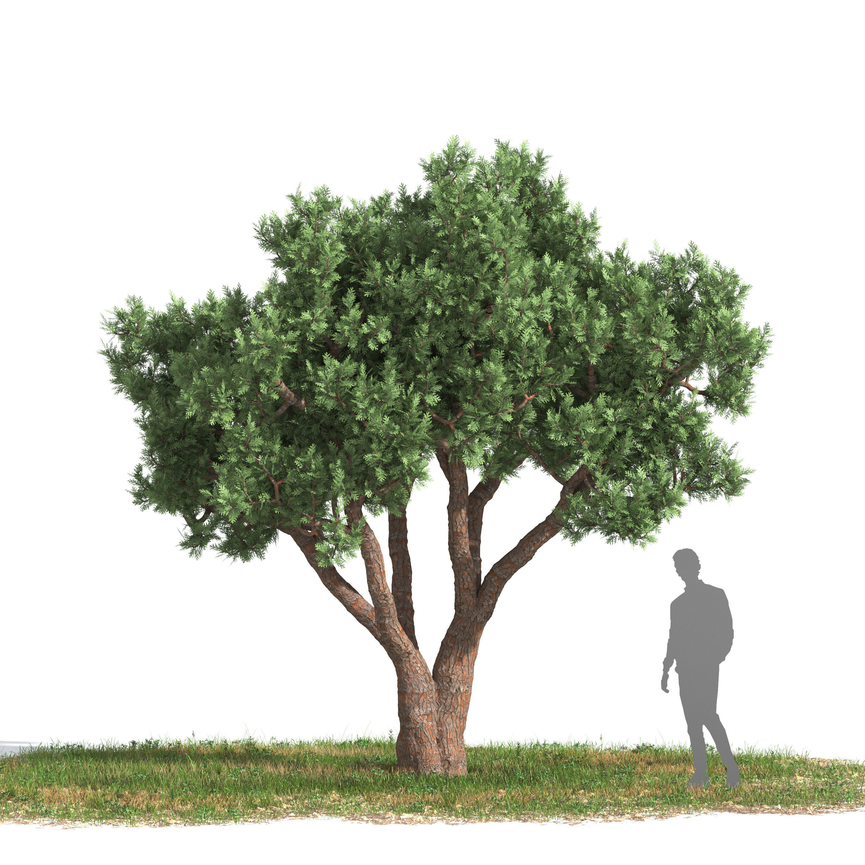 Archmodels vol 269 for c4d - collection of Mediterranean trees 3D model ...