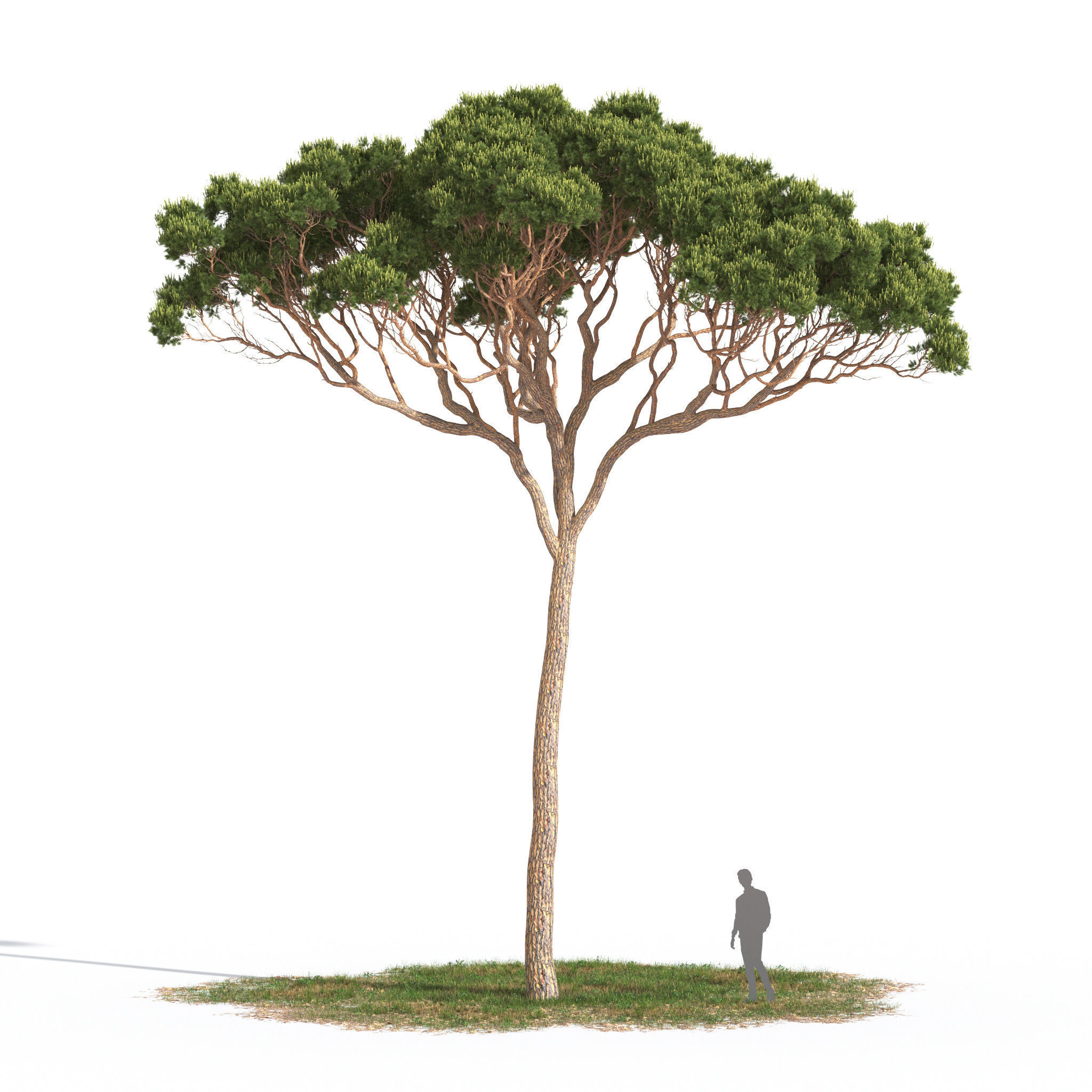 Archmodels vol 269 for c4d - collection of Mediterranean trees 3D model ...