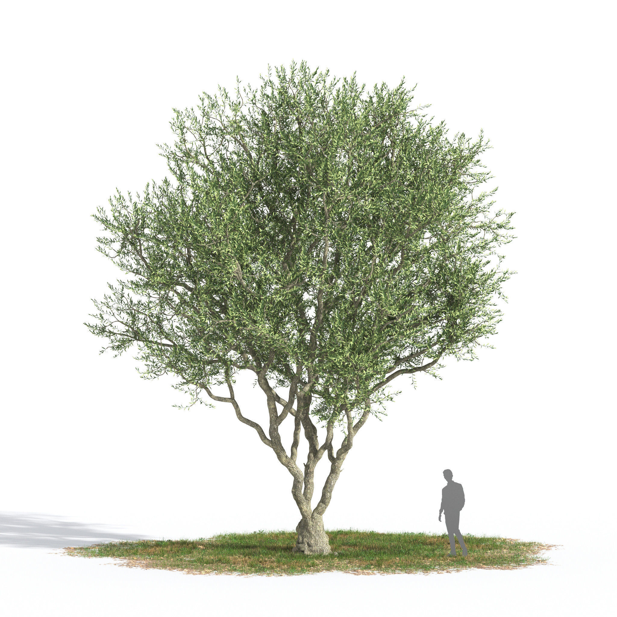 Archmodels vol 269 for c4d - collection of Mediterranean trees 3D model | CGTrader