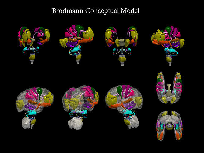 3D Brodmann Conceptual Model 3D model | CGTrader