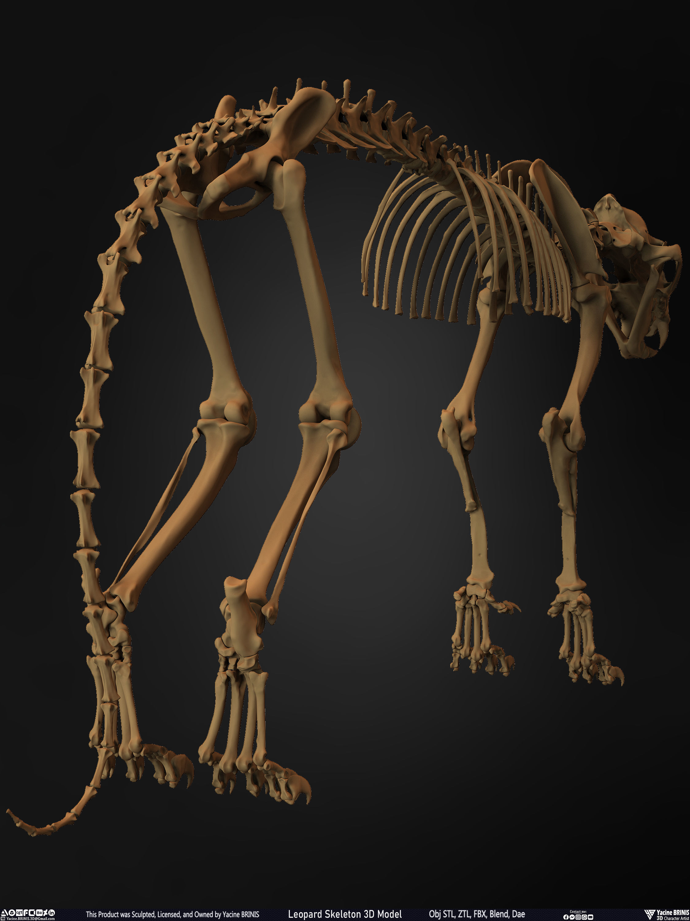3D model Leopard Skeleton 3D Model VR / AR / low-poly | CGTrader