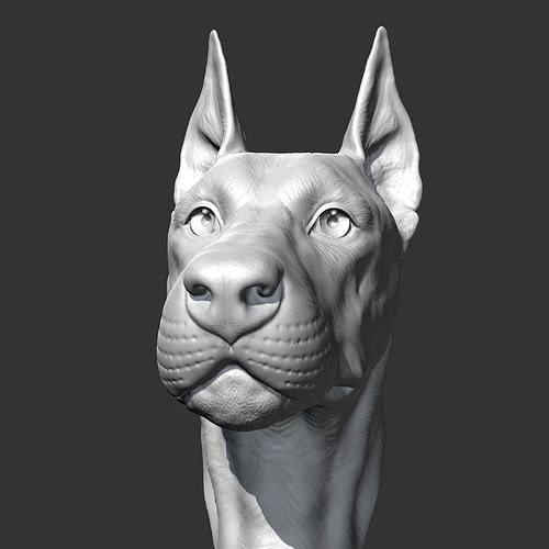 Doberman Head AM17 3D print model 3D model 3D printable | CGTrader