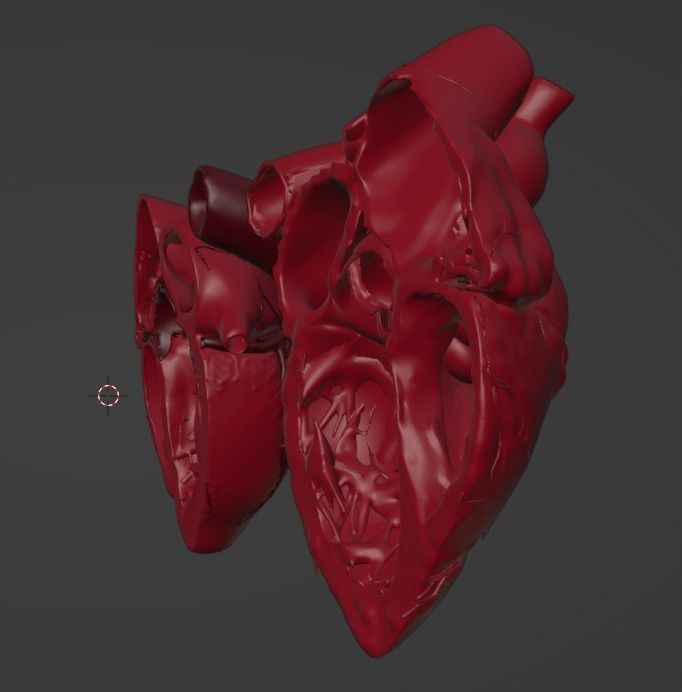 3D Model of Heart Chambers 2 pack 3D model | CGTrader