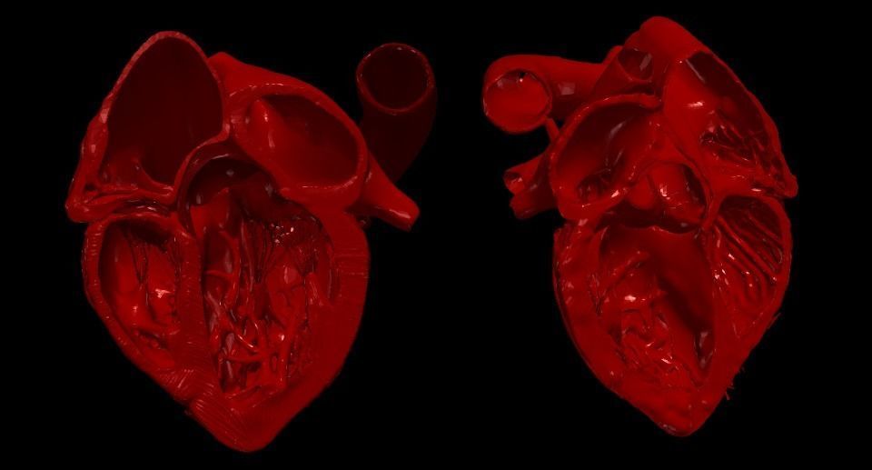 3D Model of Heart Chambers 2 pack 3D model | CGTrader