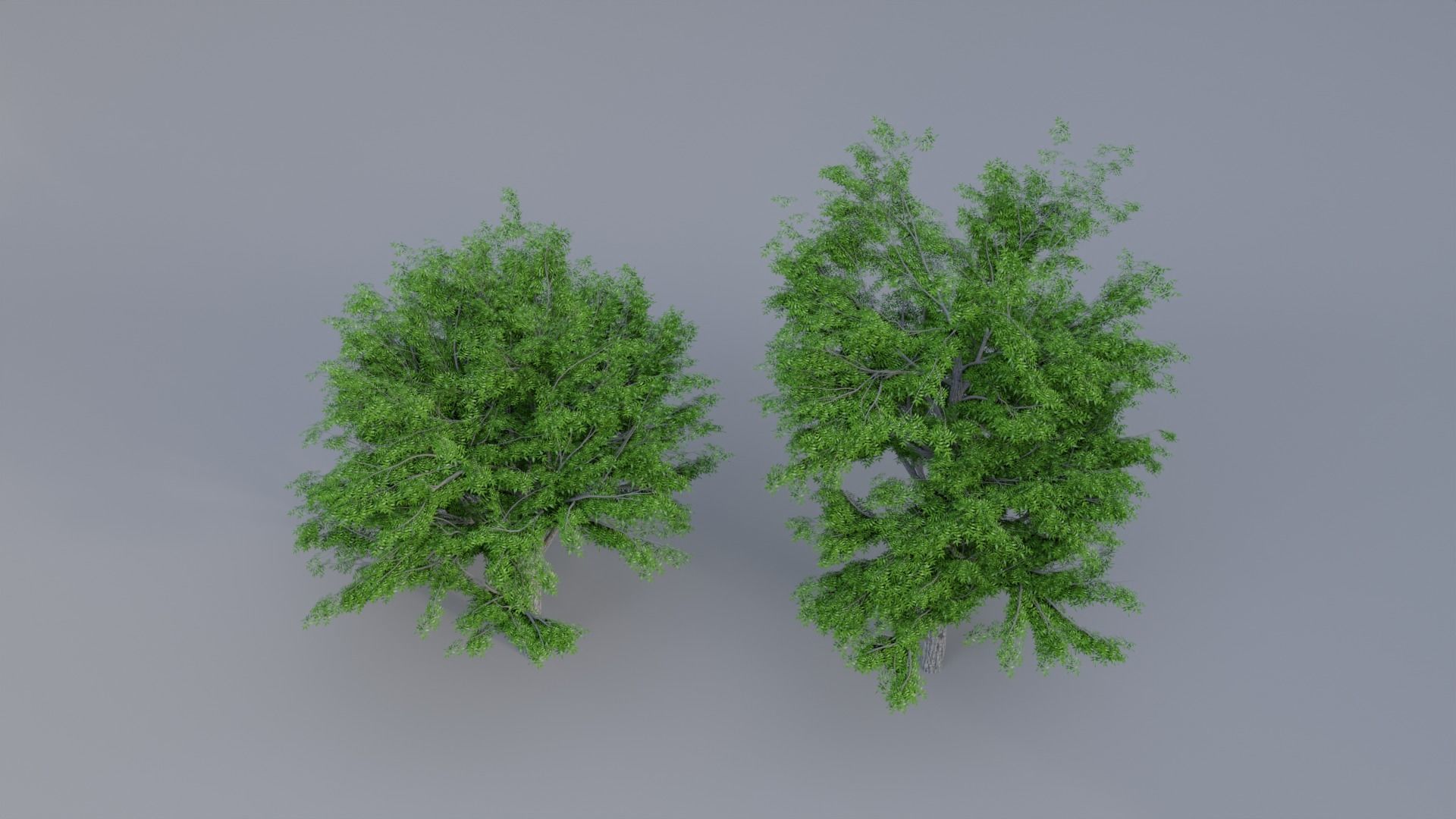 Neem Tree 3d Model 3D model | CGTrader