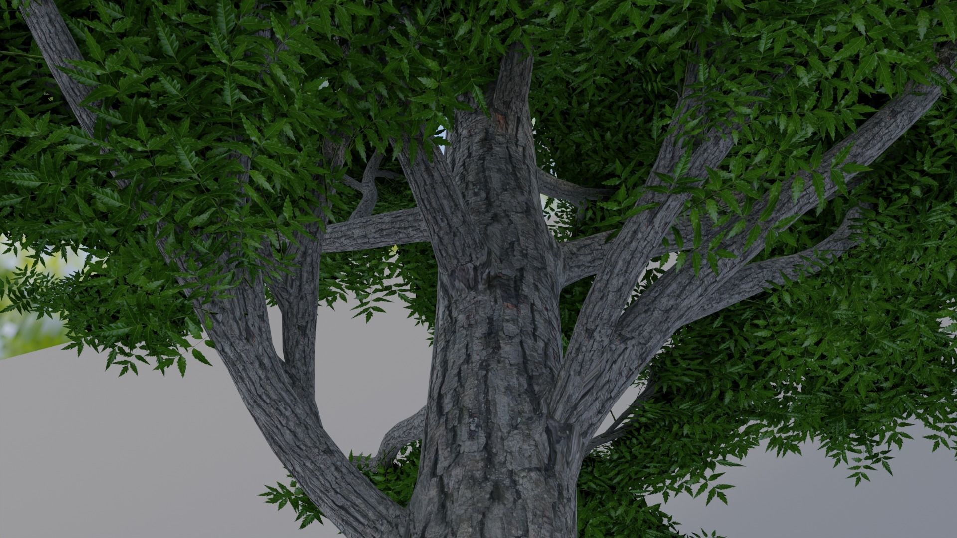 Neem Tree 3d Model 3D model | CGTrader