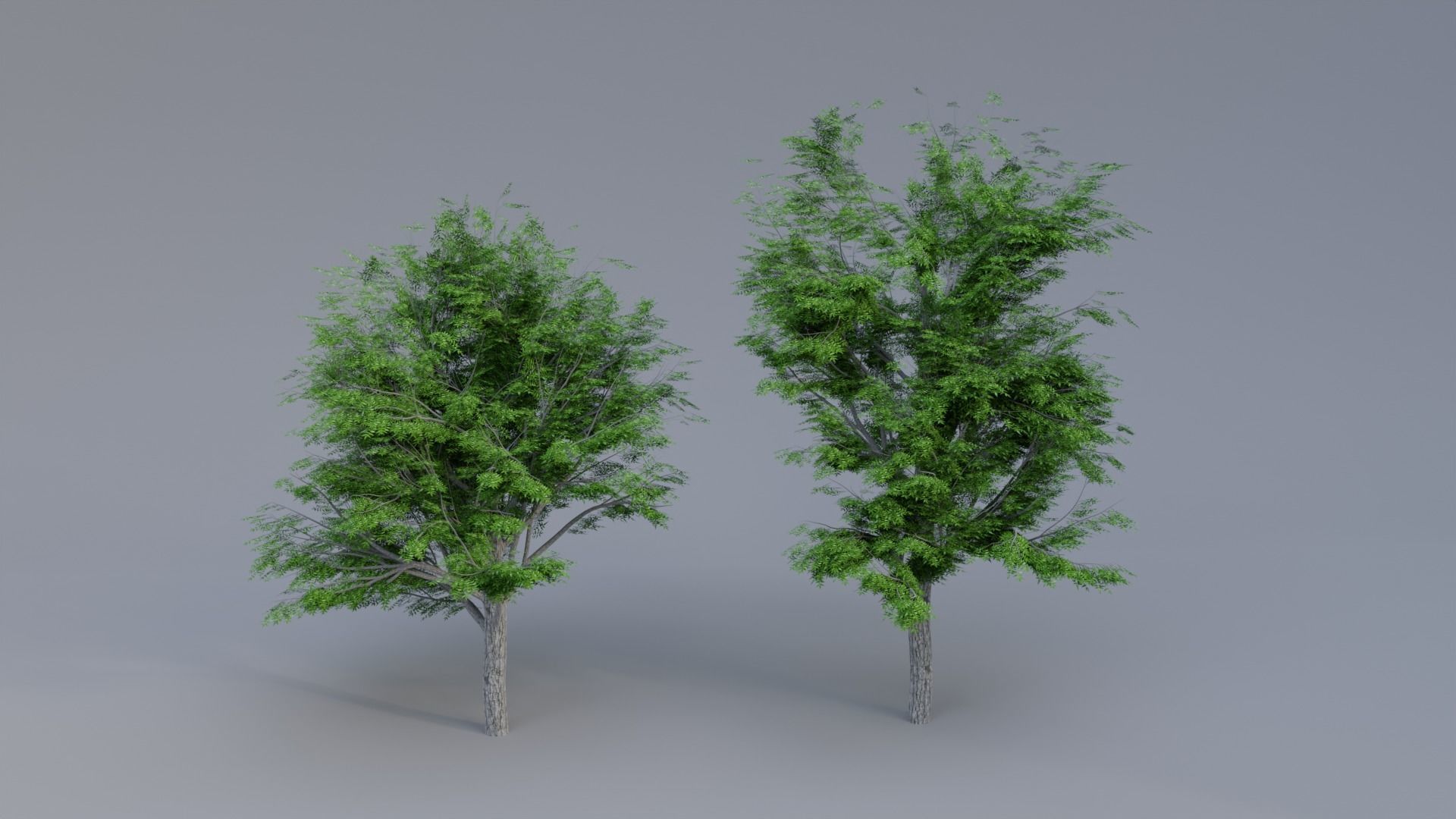 Neem Tree 3d Model 3D model | CGTrader